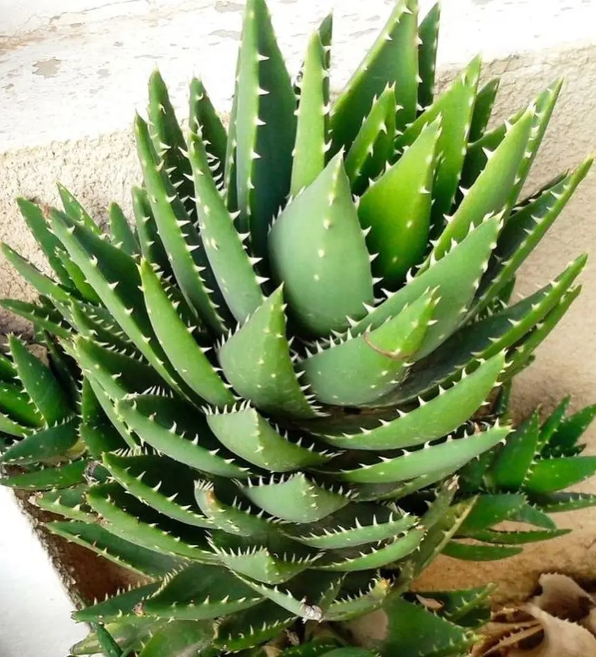 21 Types Of Aloe Plants With Pictures