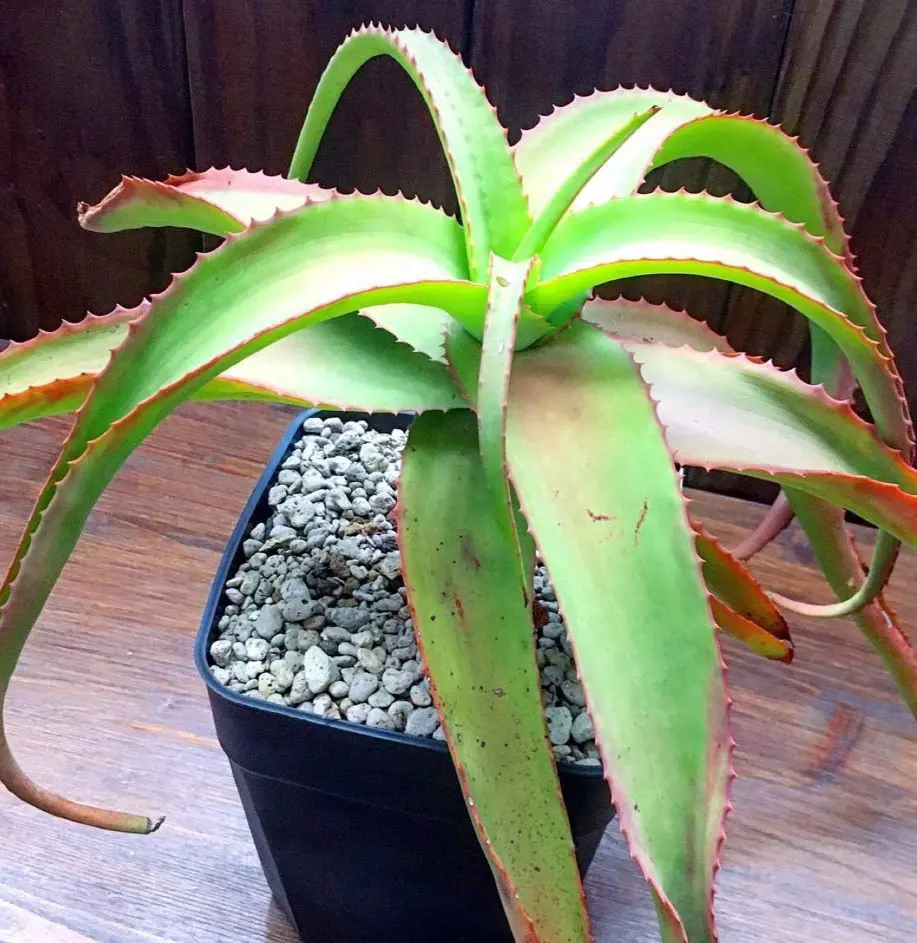 21 Types Of Aloe Plants With Pictures