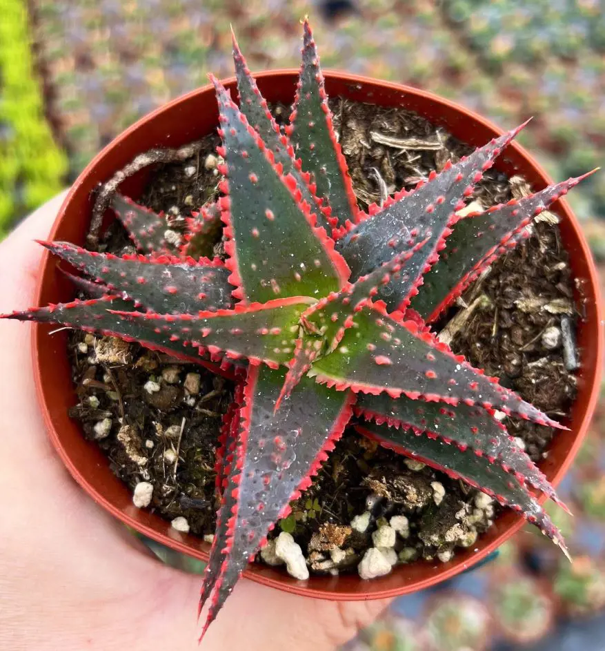 21 Types Of Aloe Plants With Pictures