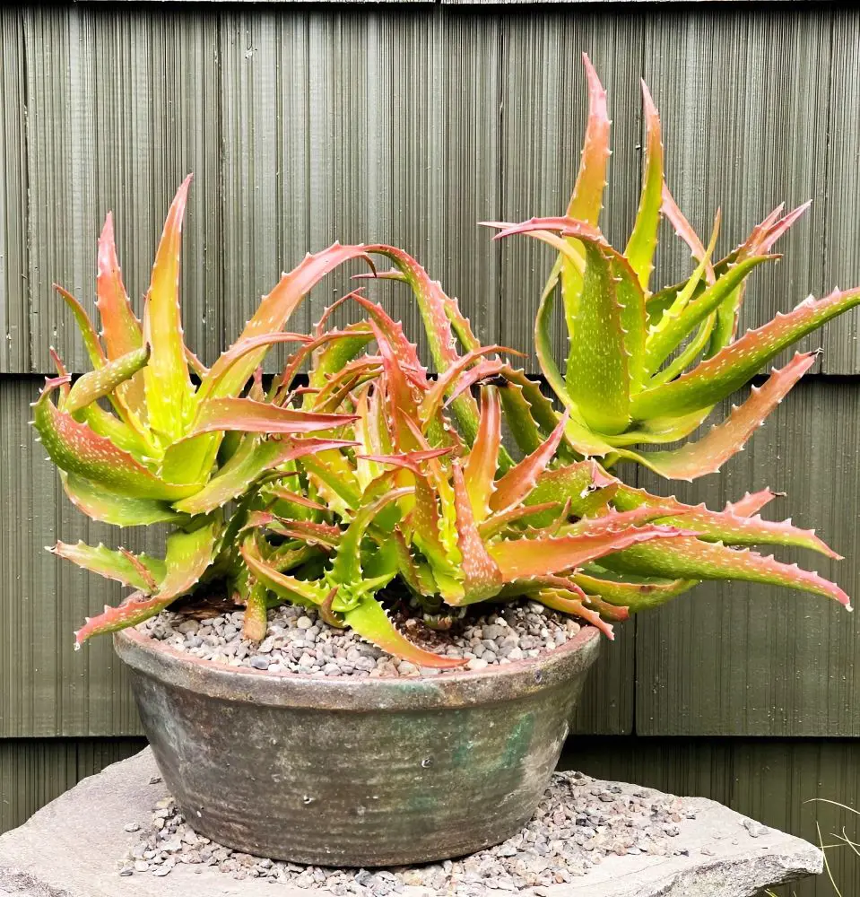 21 Types Of Aloe Plants With Pictures