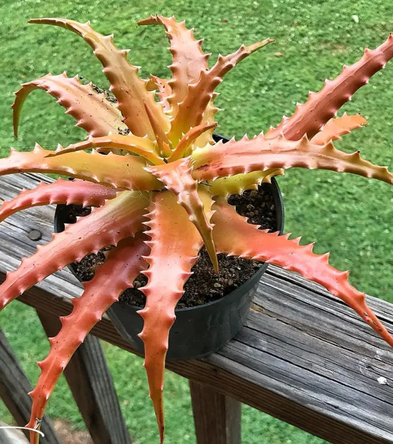 21 Types Of Aloe Plants With Pictures