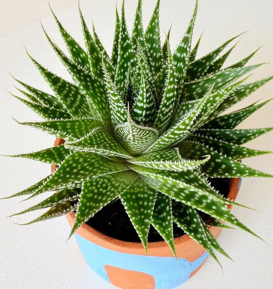 21 Types Of Aloe Plants With Pictures