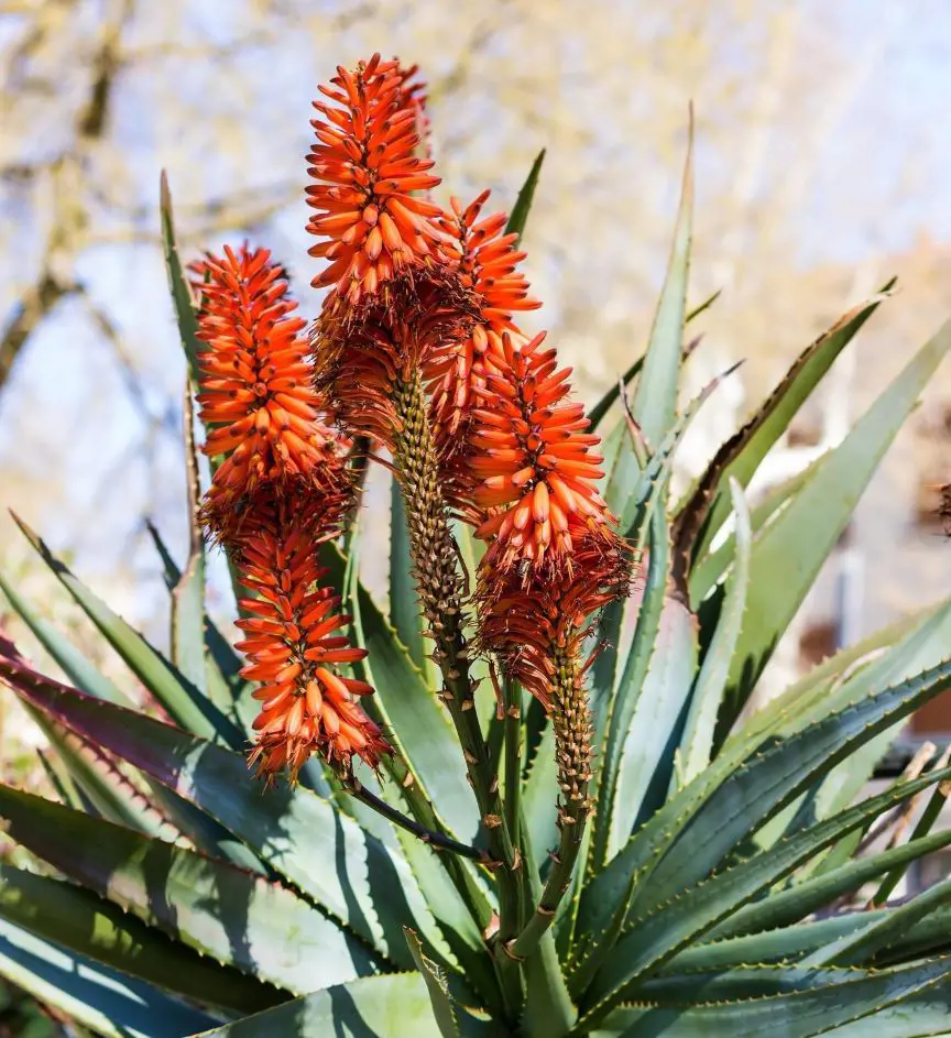 21 Types Of Aloe Plants With Pictures