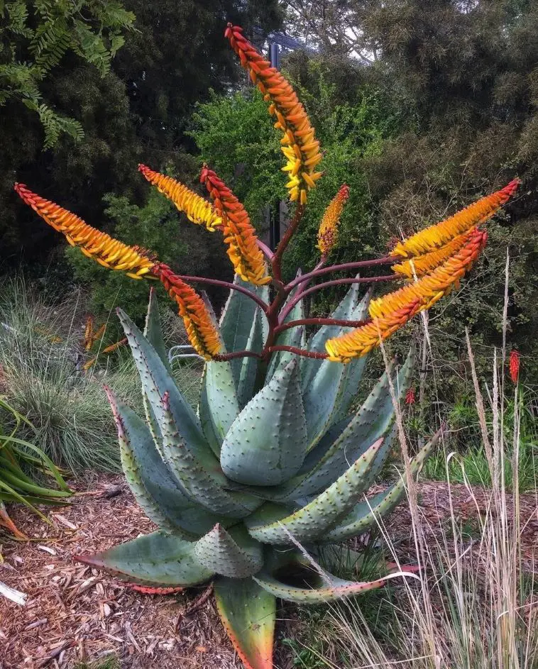 21 Types Of Aloe Plants With Pictures