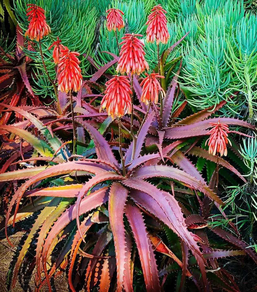 21 Types Of Aloe Plants With Pictures
