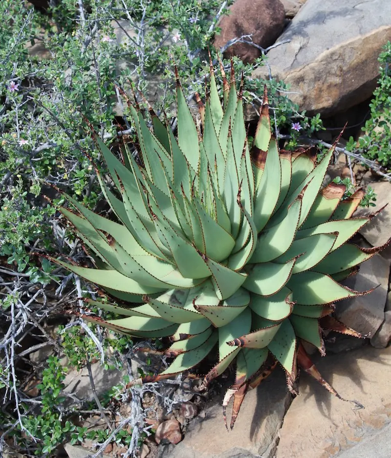 21 Types Of Aloe Plants With Pictures