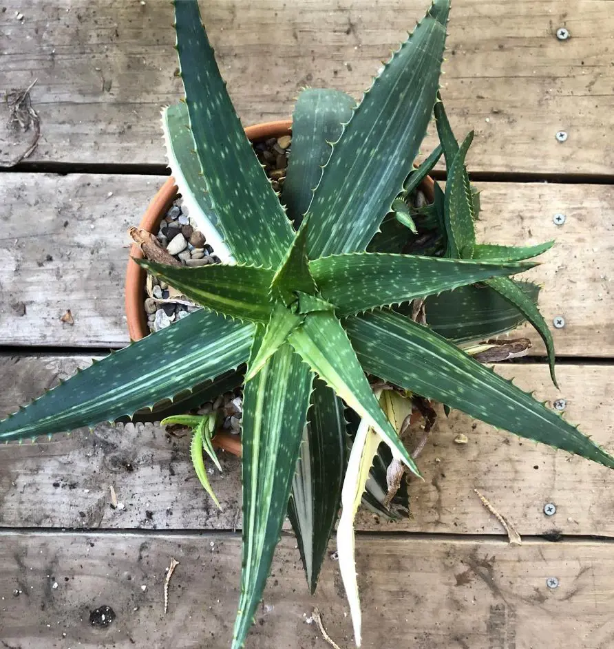 21 Types Of Aloe Plants With Pictures