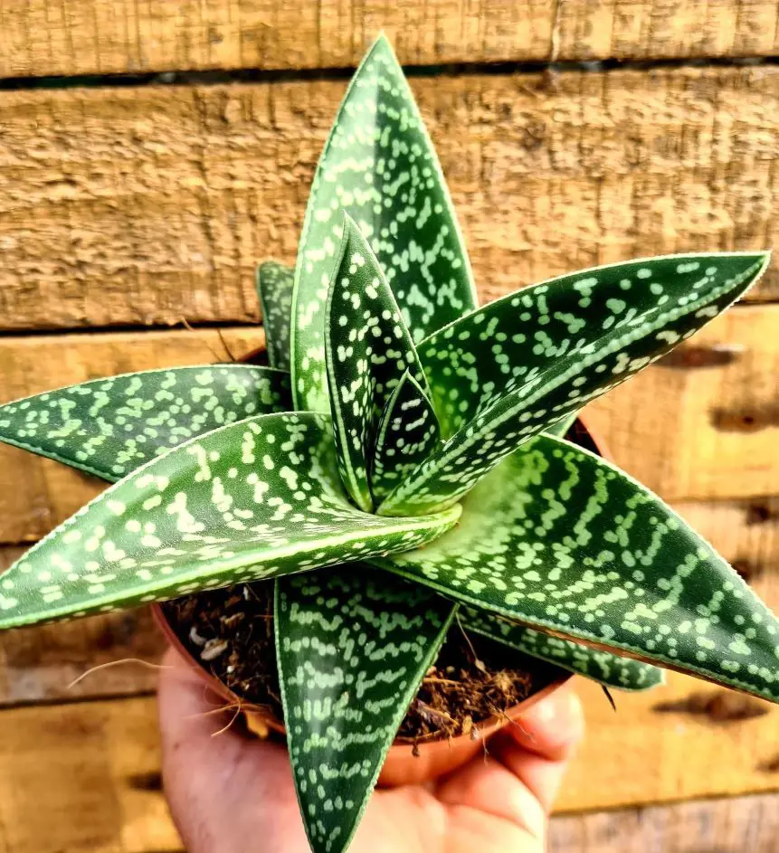 21 Types Of Aloe Plants With Pictures