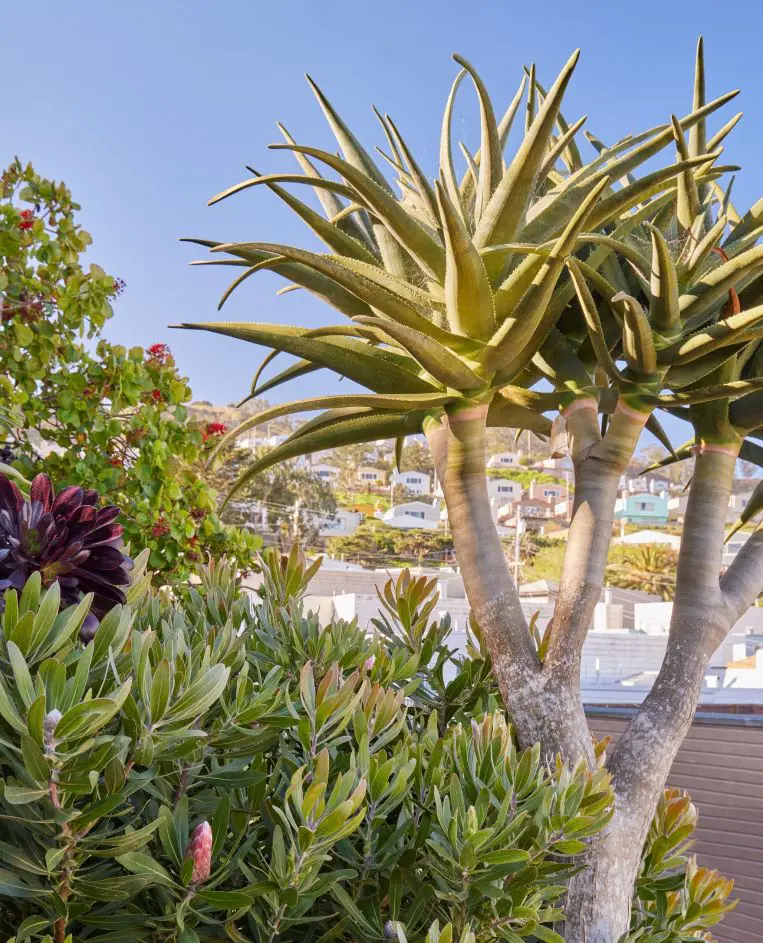 21 Types Of Aloe Plants With Pictures