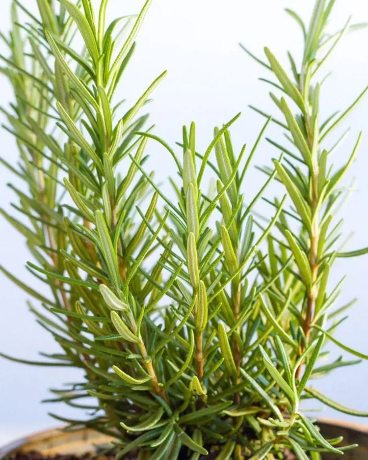 Growing and Caring for Rosemary Plan