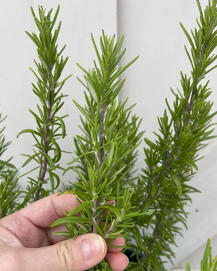 Growing and Caring for Rosemary Plan