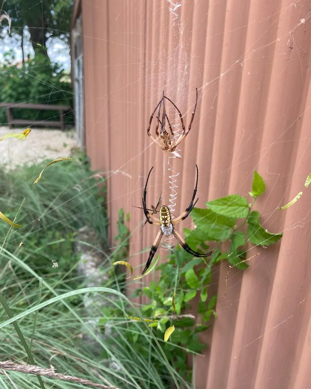 How To Get Rid Of Spiders In Garden