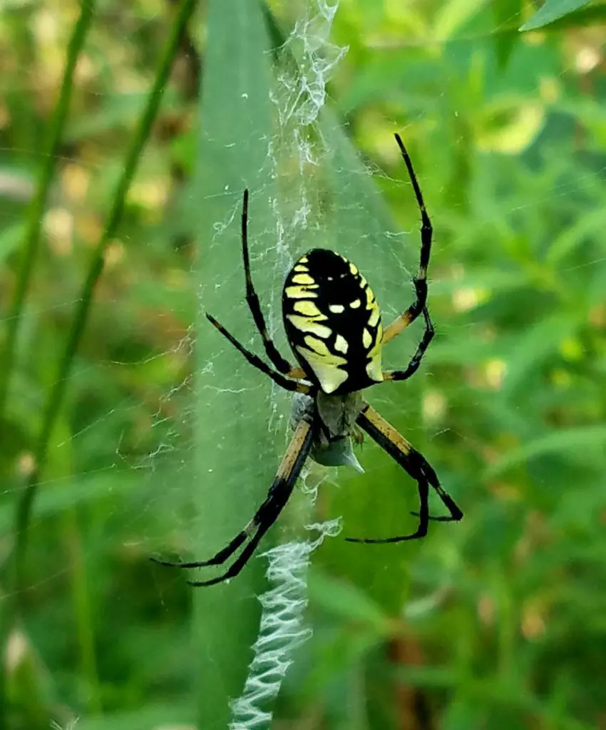 How To Get Rid Of Spiders In Garden