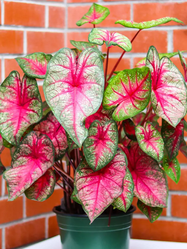 20 Poisonous Plants That Are Deadly and Dangerous