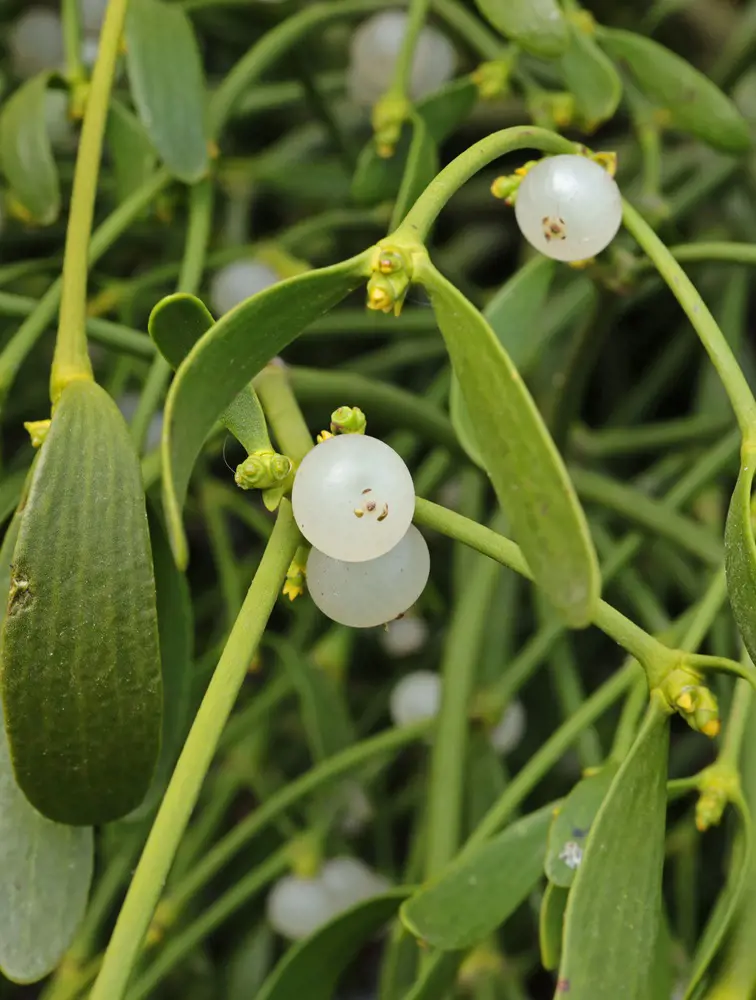 20 Poisonous Plants That Are Deadly and Dangerous