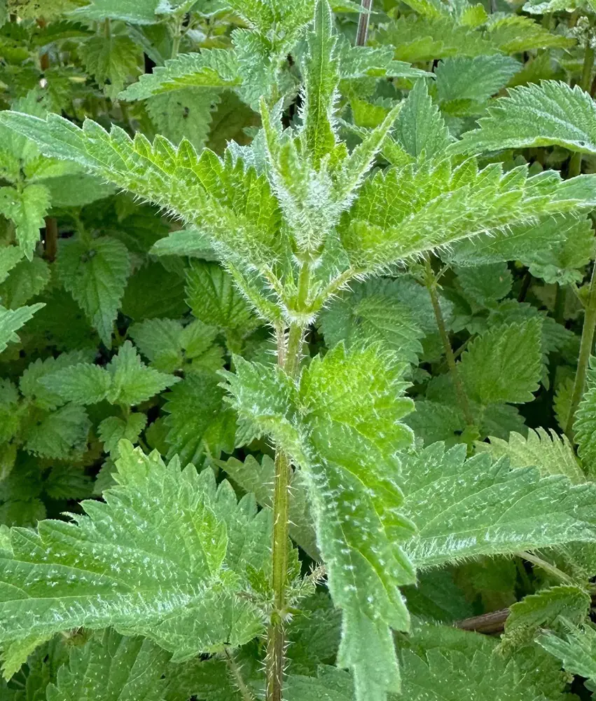 20 Poisonous Plants That Are Deadly and Dangerous