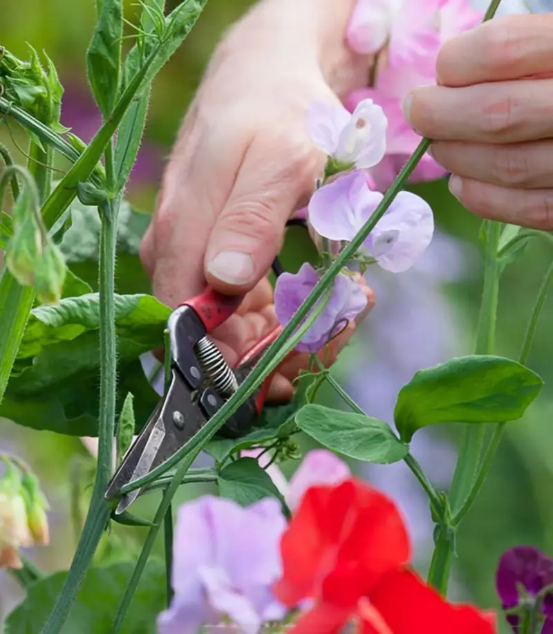 How To Plant, Grow And Care For Sweet Peas