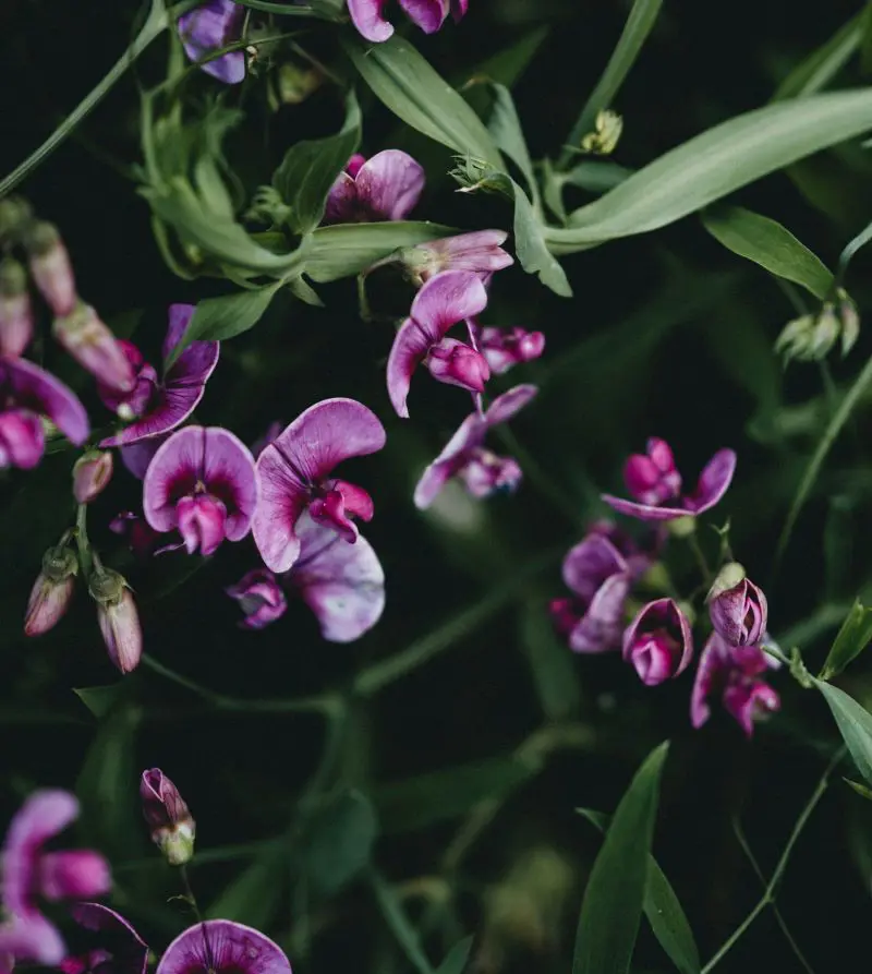 How To Plant, Grow And Care For Sweet Peas