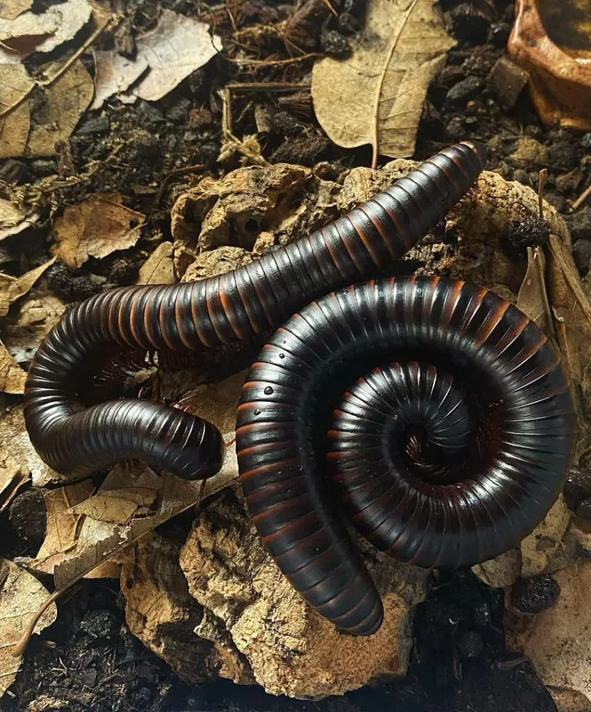 How To Get Rid Of Millipedes In The House