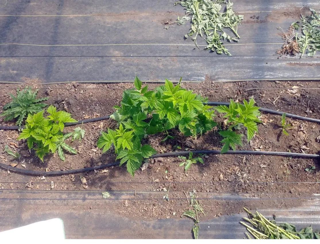 How To Prune Raspberries For Maximum Harvest