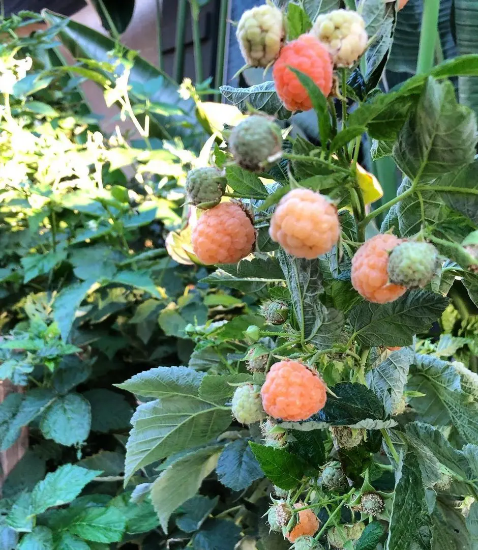 How To Prune Raspberries For Maximum Harvest