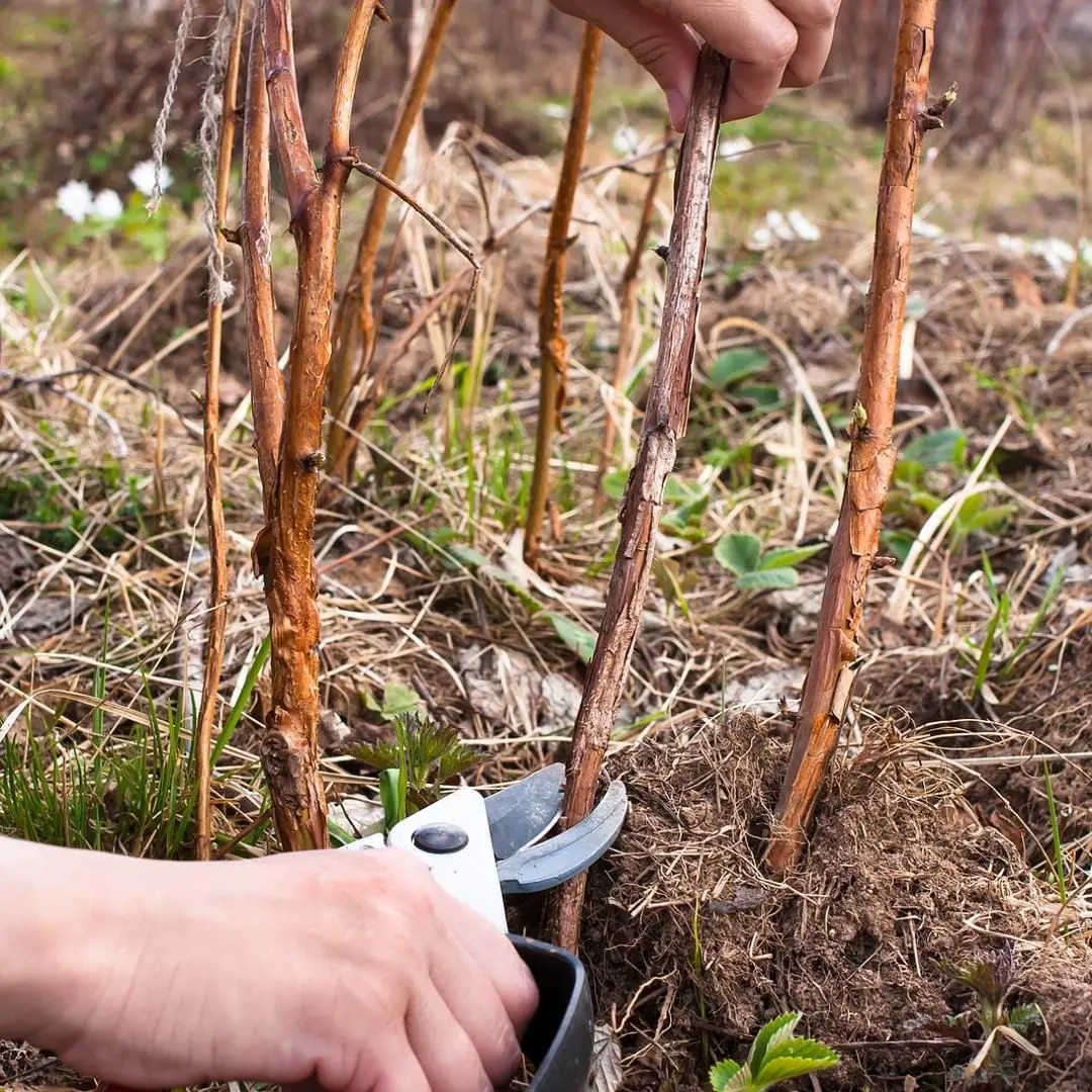 How To Prune Raspberries For Maximum Harvest