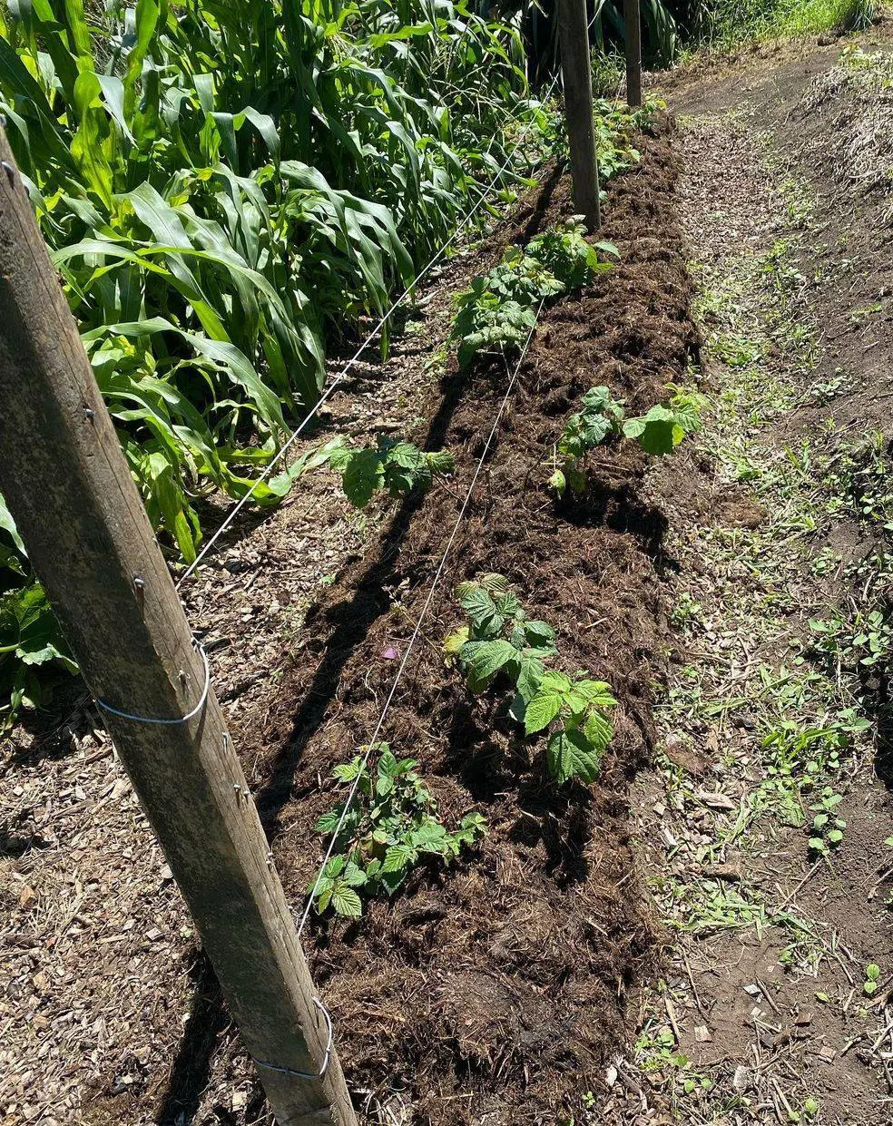 How To Prune Raspberries For Maximum Harvest