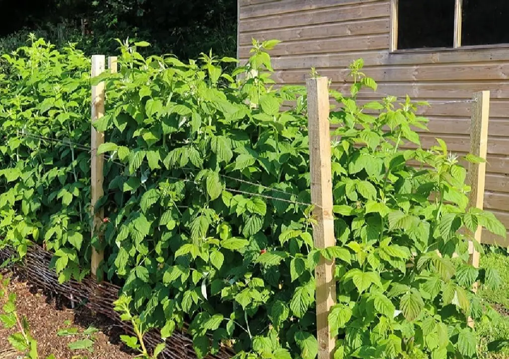 How To Prune Raspberries For Maximum Harvest