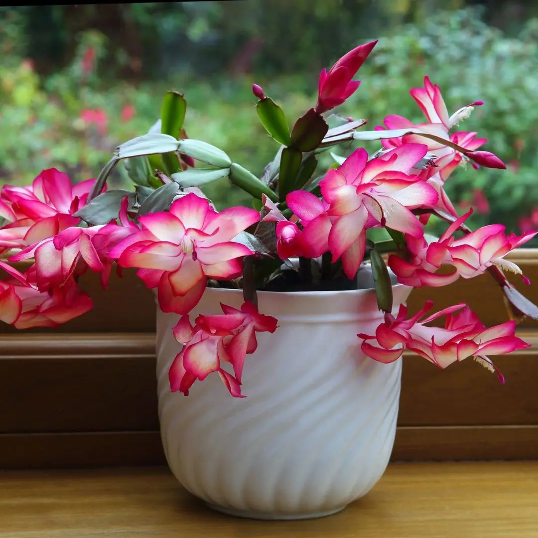 How To Grow A Christmas Cactus