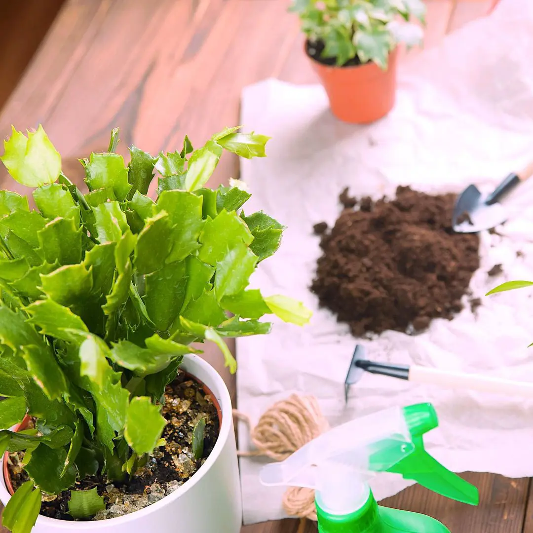 How To Grow A Christmas Cactus