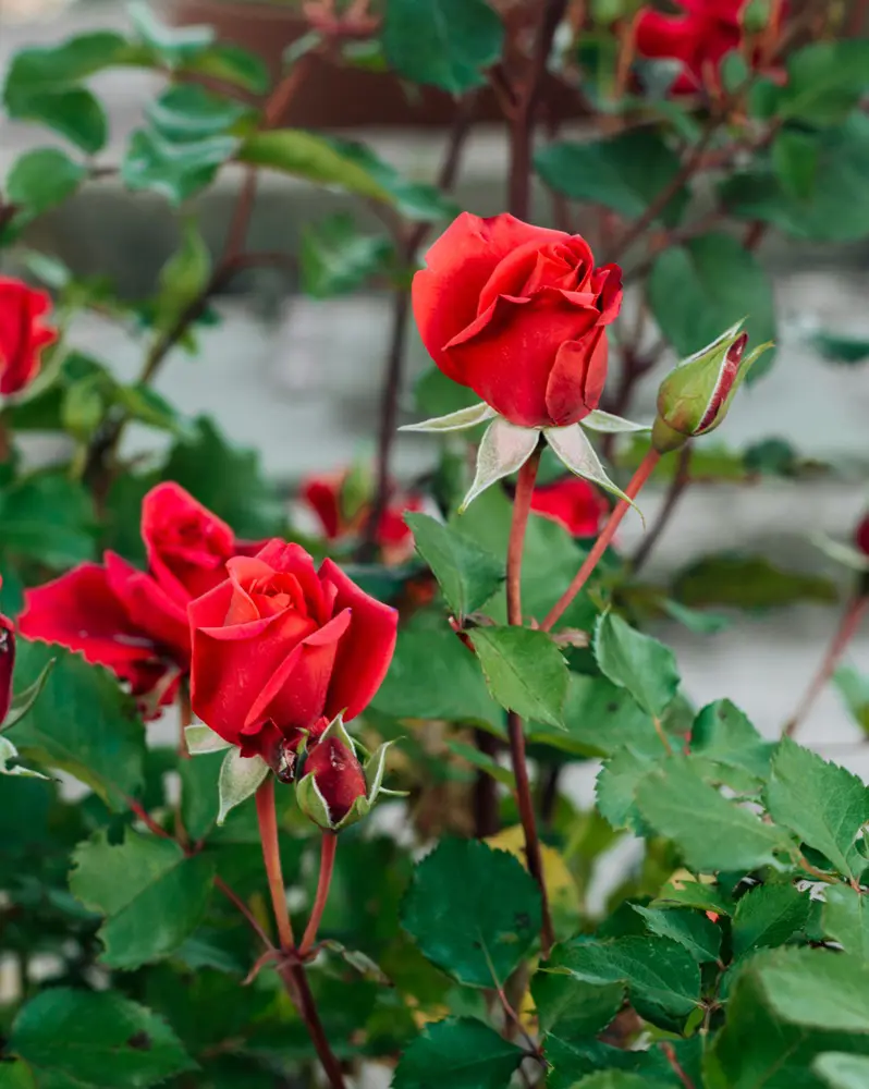 How To Plant, Grow And Care For Roses