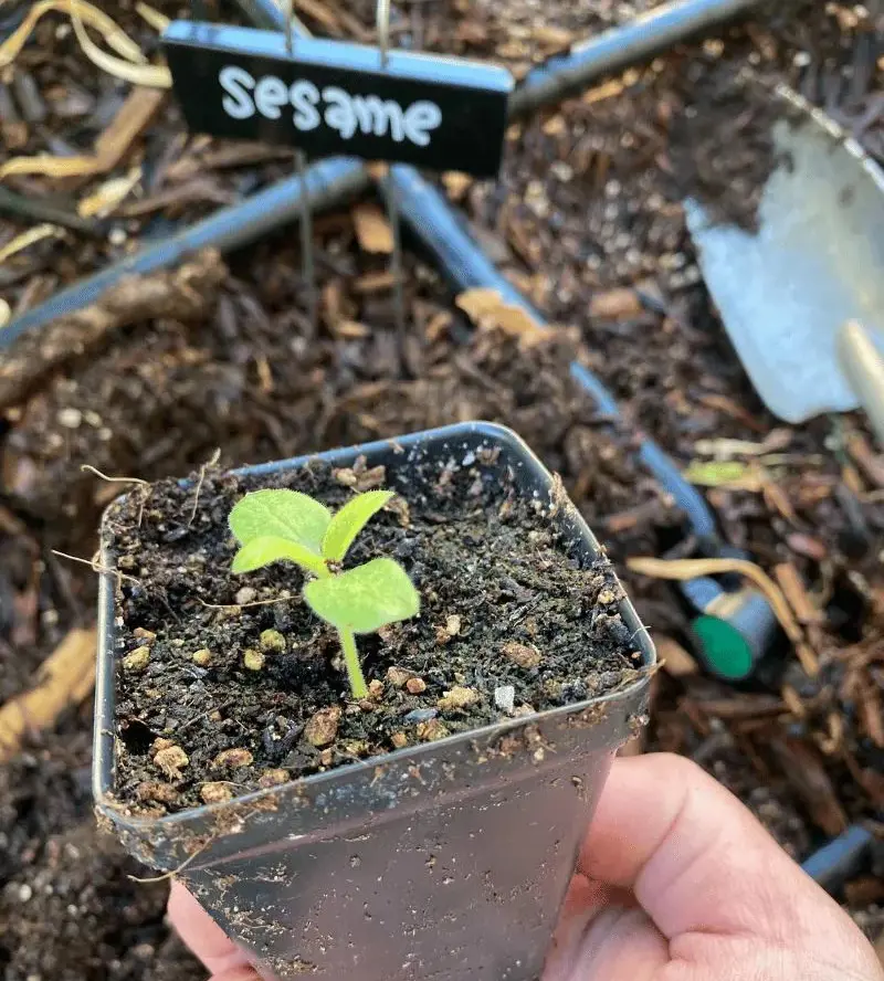 How to Plant and Grow Sesame