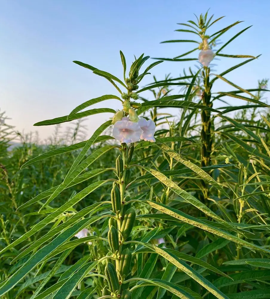 How to Plant and Grow Sesame