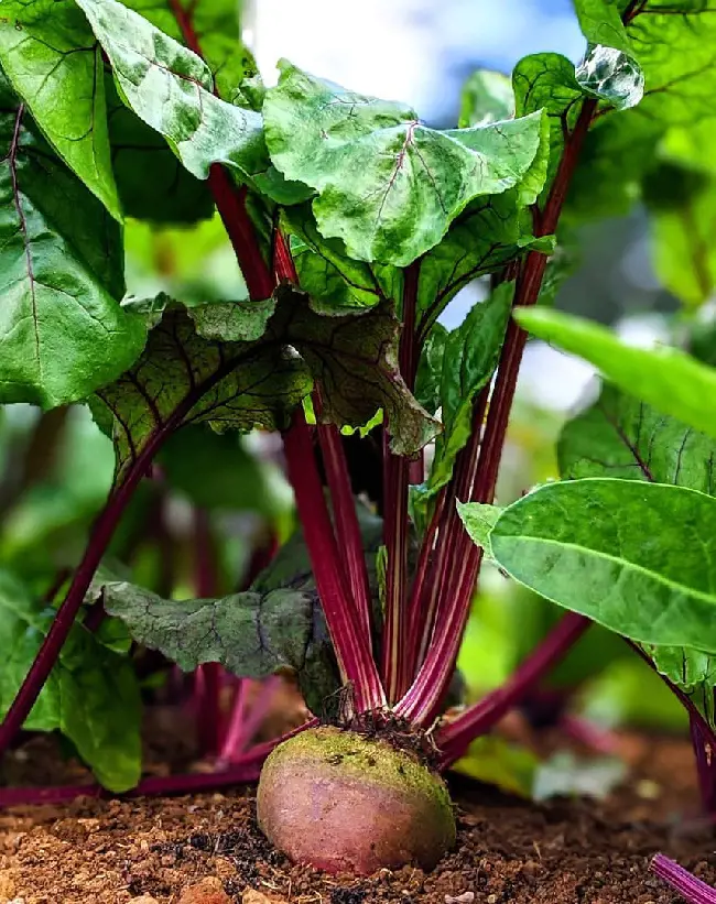 20 Incredible Eggplant Companion Plants