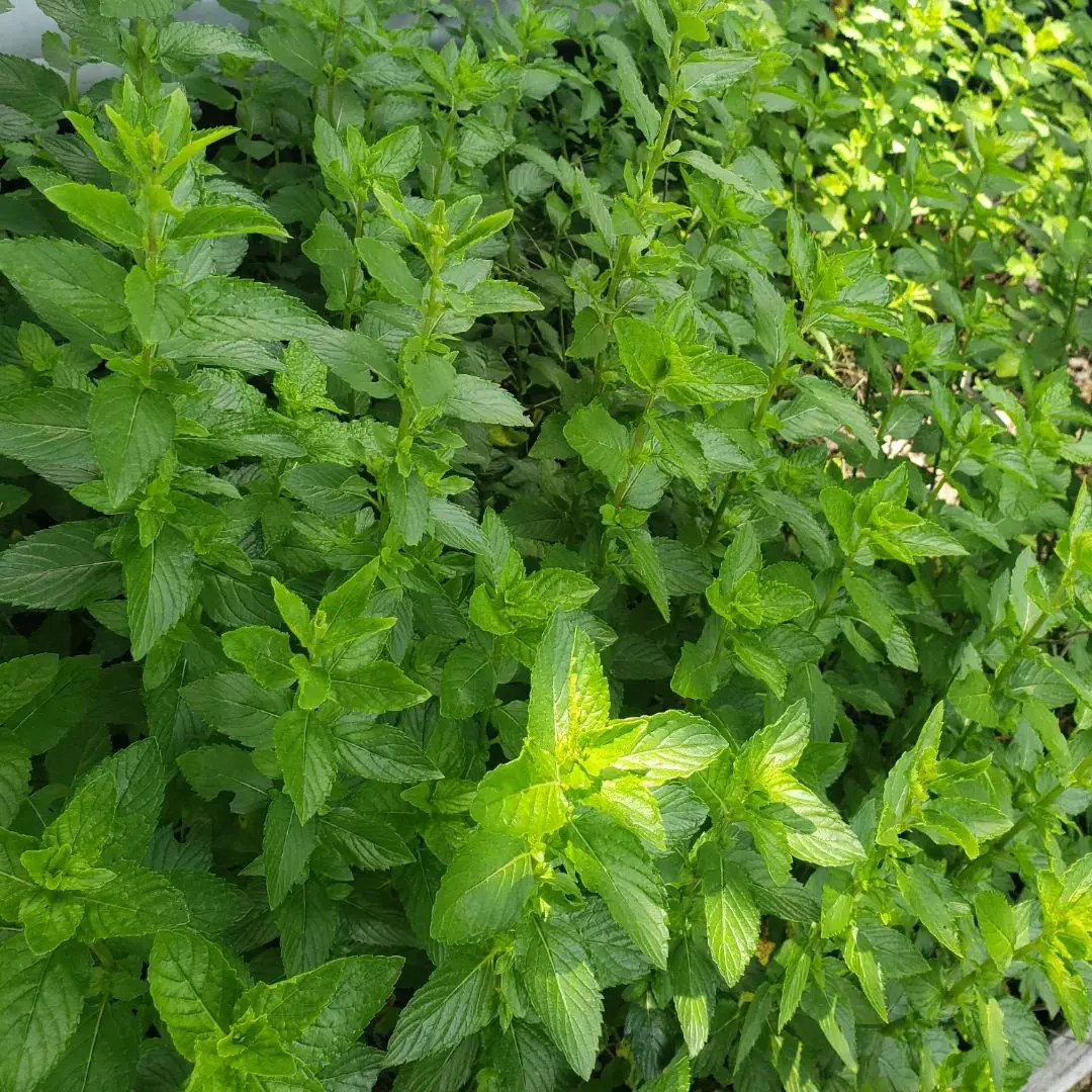 How To Harvest Mint So It Keeps Growing