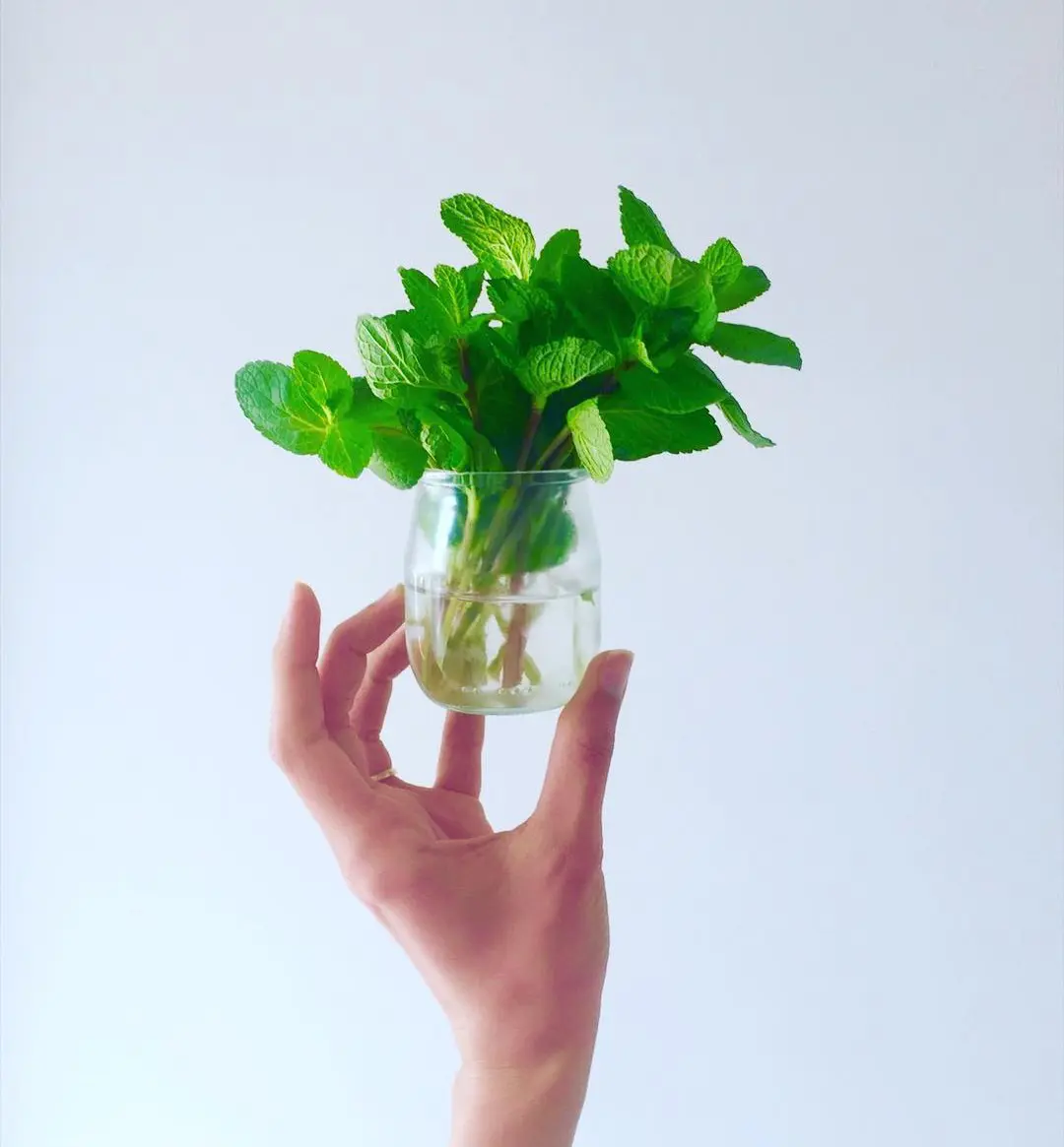 How To Harvest Mint So It Keeps Growing