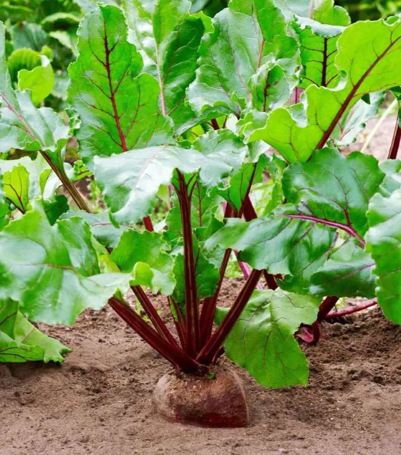 18 Companion Plants To Grow With Cucumber