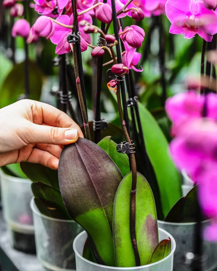 Orchid Plants Care: 11 Tips And Tricks You Should Follow