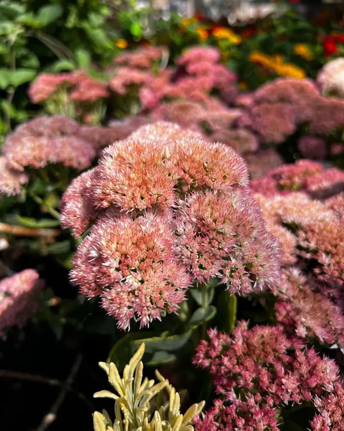 How to Grow and Care For Sedum Flower