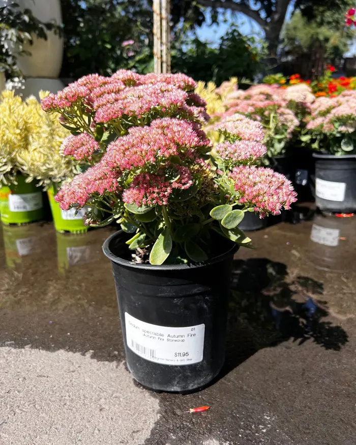 How to Grow and Care For Sedum Flower