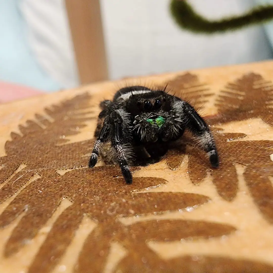 Bold Jumping Spider: Identification, Habits And Control