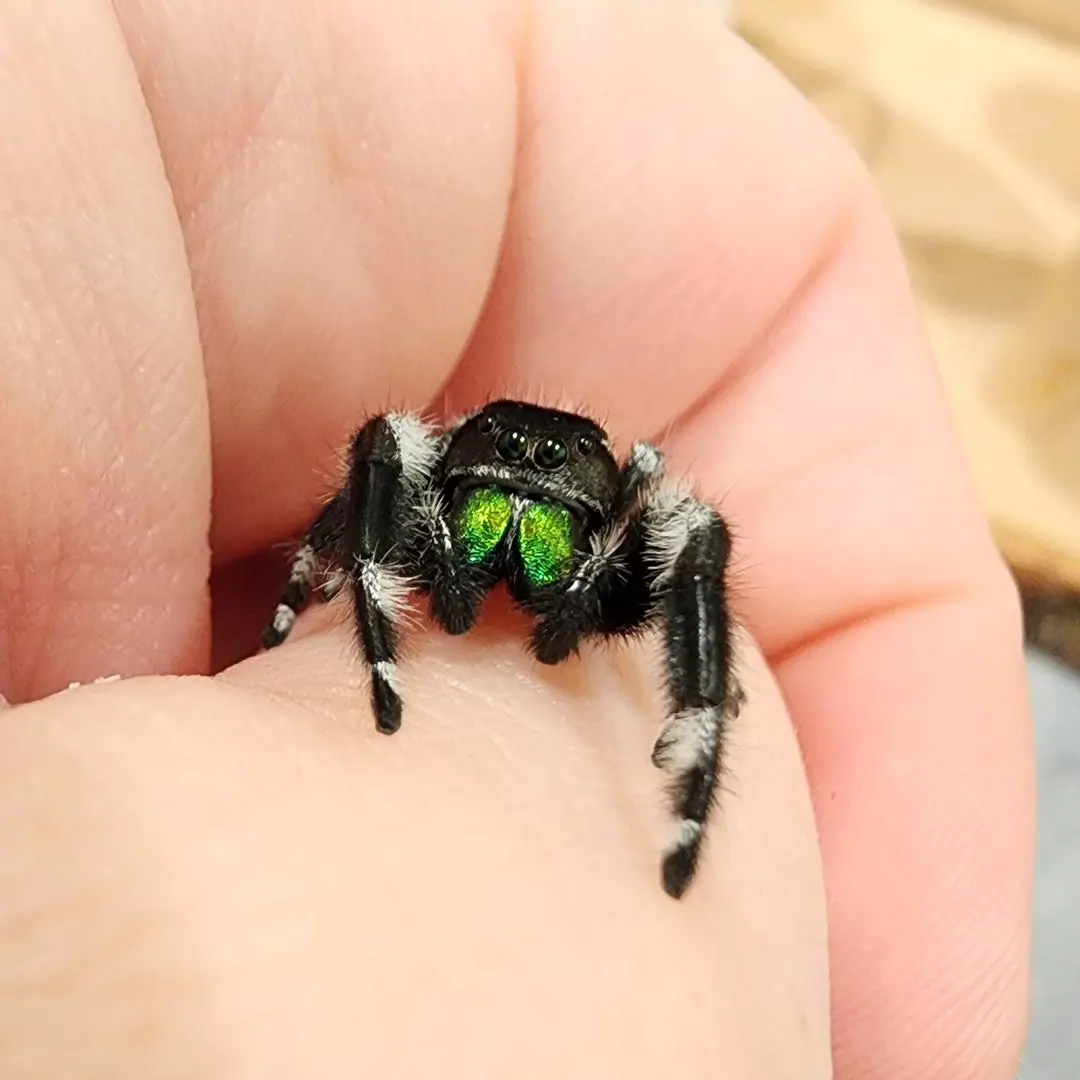 Bold Jumping Spider: Identification, Habits And Control