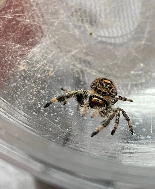 Bold Jumping Spider: Identification, Habits And Control