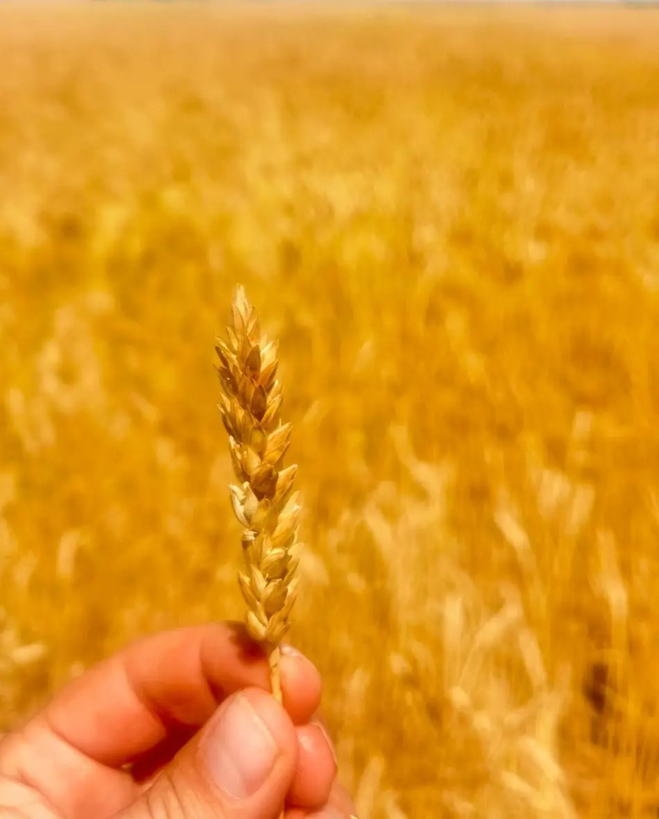 How To Grow and Care For Wheat