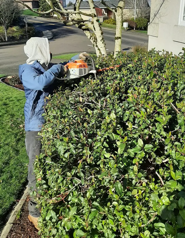 How To Trim Bushes And Hedges