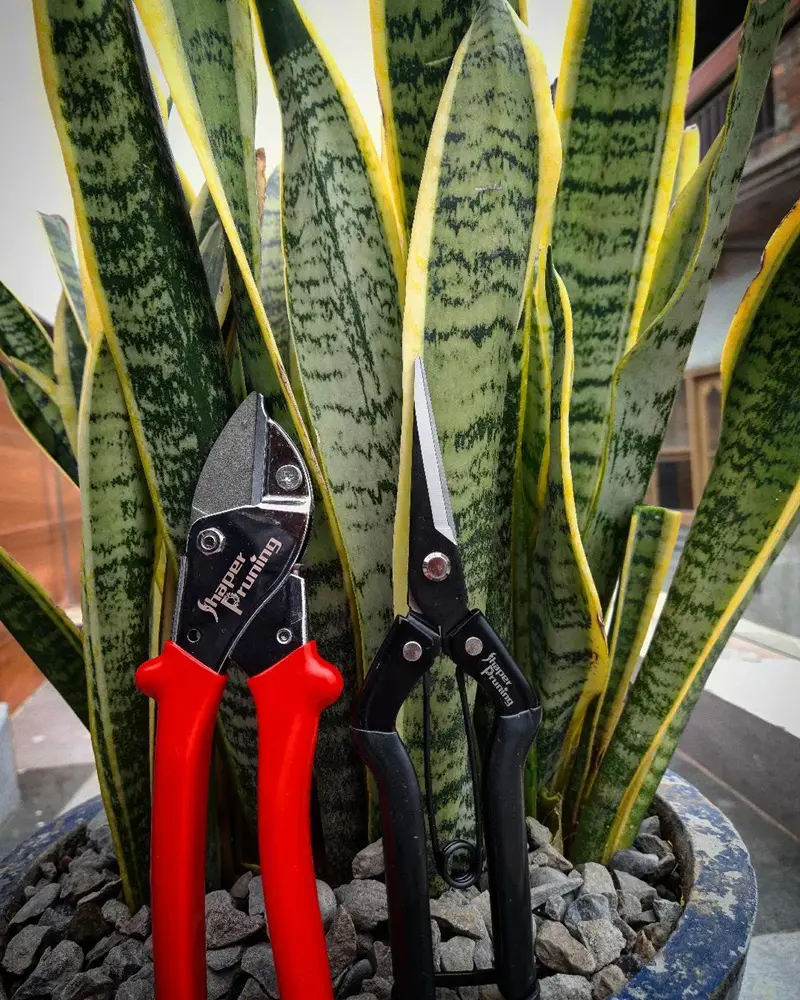 How To Trim Bushes And Hedges