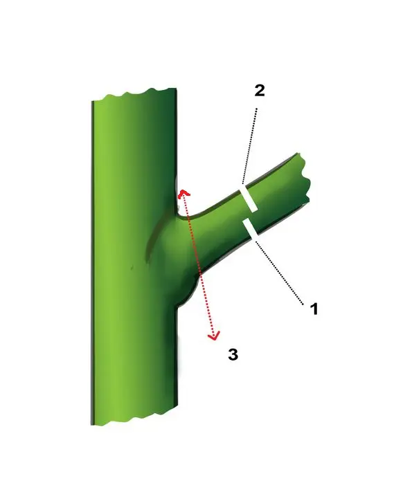 How To Trim Bushes And Hedges