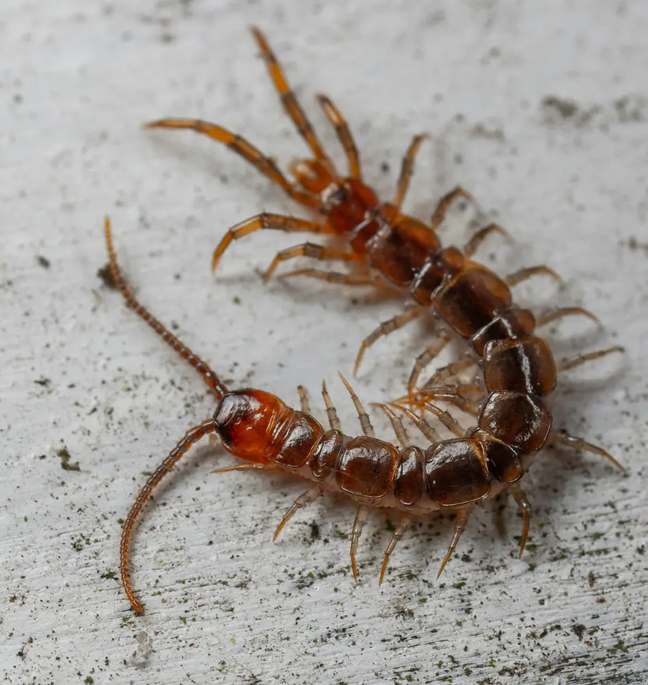 How To Get Rid Of House Centipedes