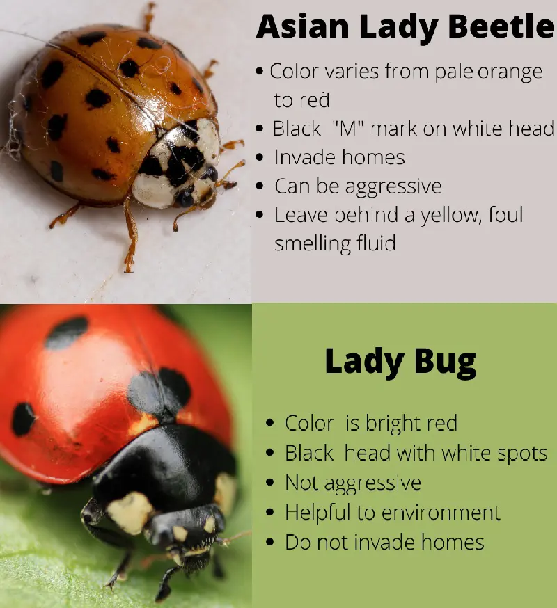 Asian Lady Beetles vs Ladybugs: What's The Real Difference?