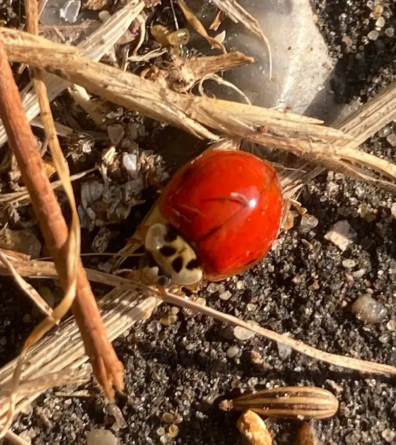 Asian Lady Beetles vs Ladybugs: What's The Real Difference?